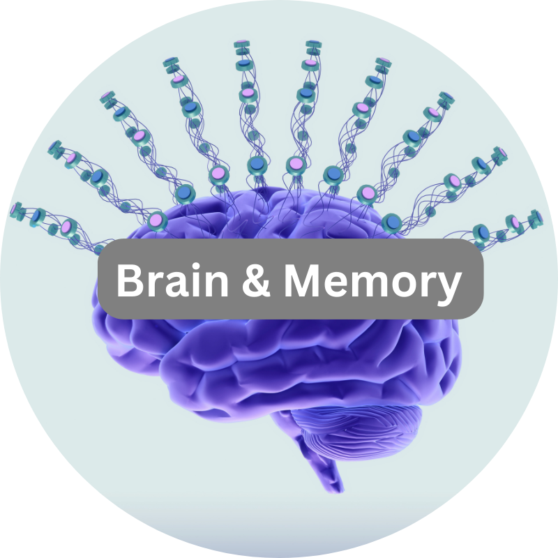 Brain & Memory - Nishtha Exports